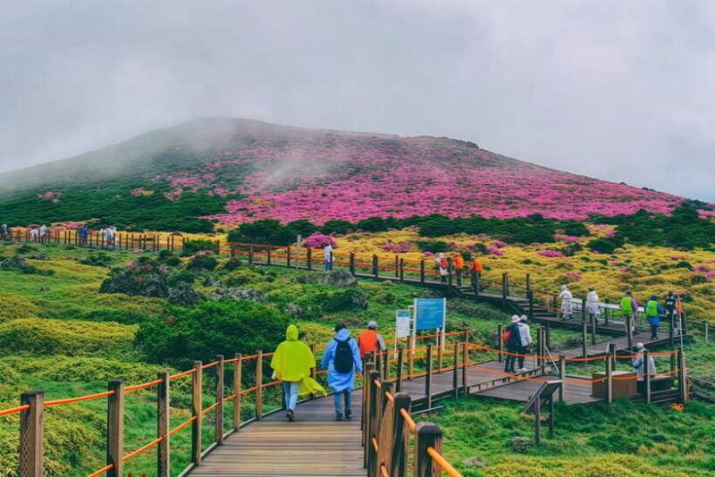 Jeju Spring: Cherry Blossom & Canola Flower Ilchullbong Tour - Final Thoughts