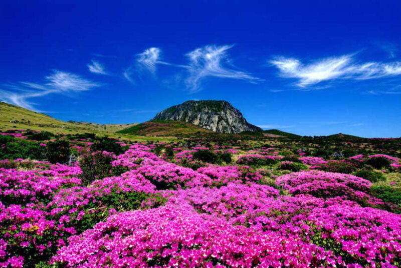Jeju Spring: Cherry Blossom & Canola Flower Ilchullbong Tour - The Sum Up