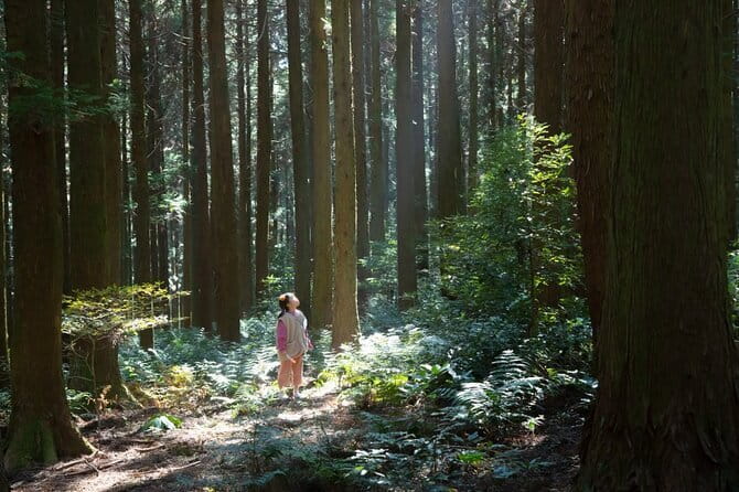 Jeju Unesco Eest course Package Private Van Guided Tour - Stop 1: Saryeoni Forest Path