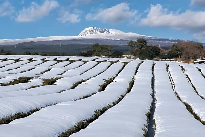 Jeju West South Winter Tour Snow, Camellia, Mandarin Picking - An In-Depth Look at the Tour Experience