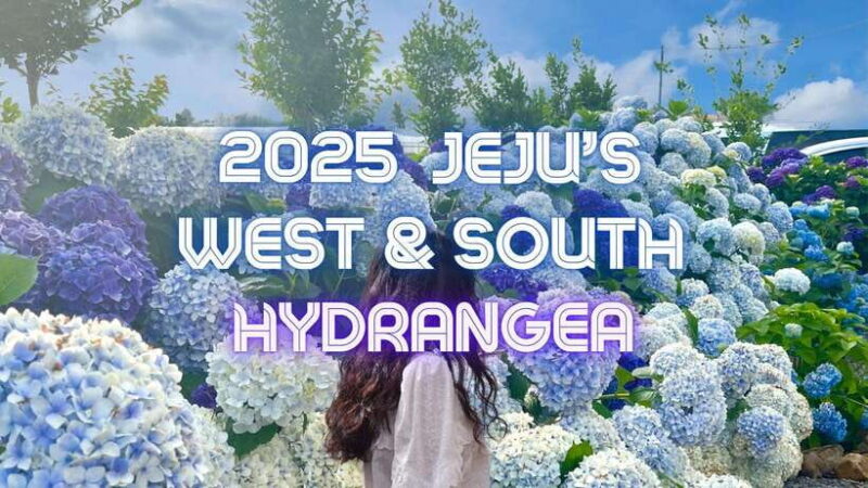 Jeju Western & Sothern : Hydrangea Festival Tour - Highlights of the Tour