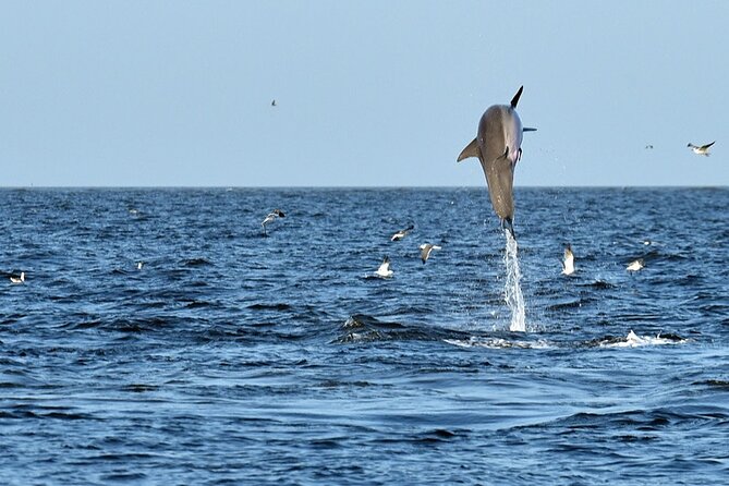 Jekyll Island Dolphin Tours - Authentic Feedback from Travelers