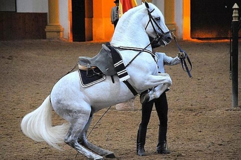 Jerez: Historic center of Jerez and horse show - Architectural Gems and Charming Squares