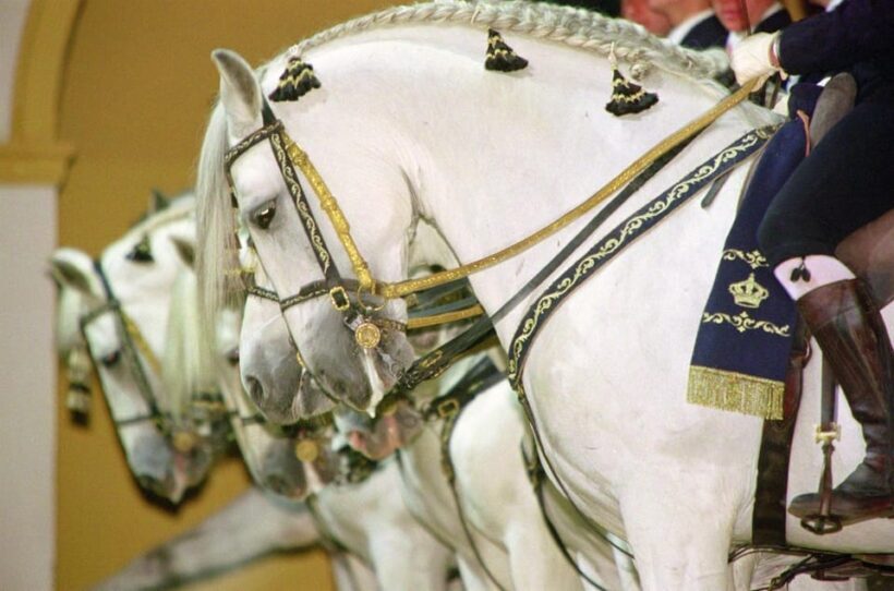 Jerez: Historic center of Jerez and horse show - FAQs