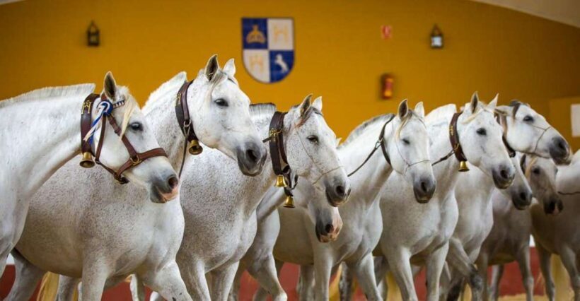 Jerez: Yeguada de la Cartuja Carthusian Horses Tour - Key Points