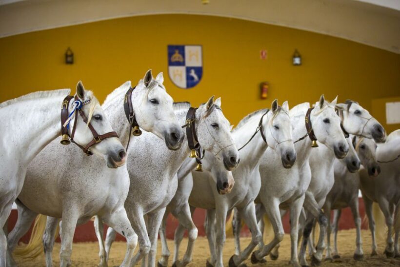 Jerez: Yeguada de la Cartuja Carthusian Horses Tour - A Practical Guide to the Yeguada de la Cartuja Tour