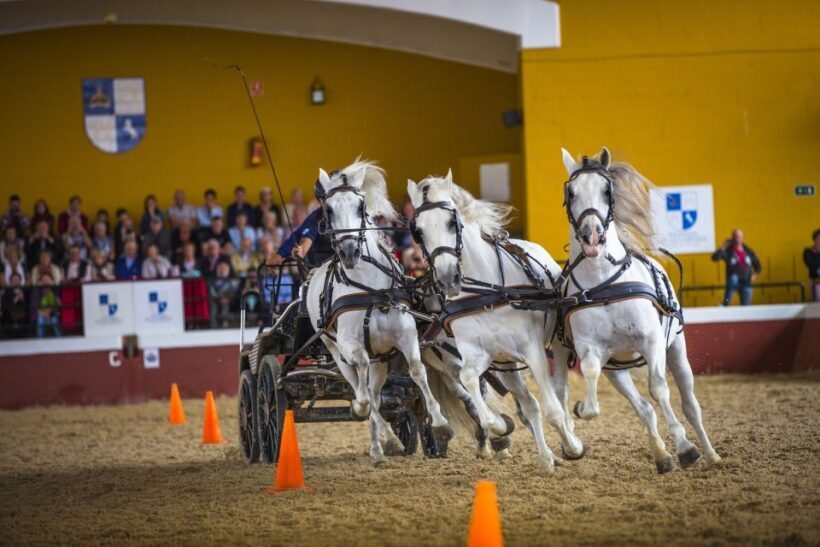 Jerez: Yeguada de la Cartuja Carthusian Horses Tour - Who Will Appreciate This Tour?