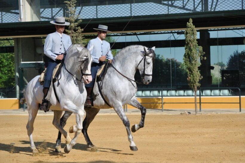 Jerez: Yeguada de la Cartuja Carthusian Horses Tour - Final Words