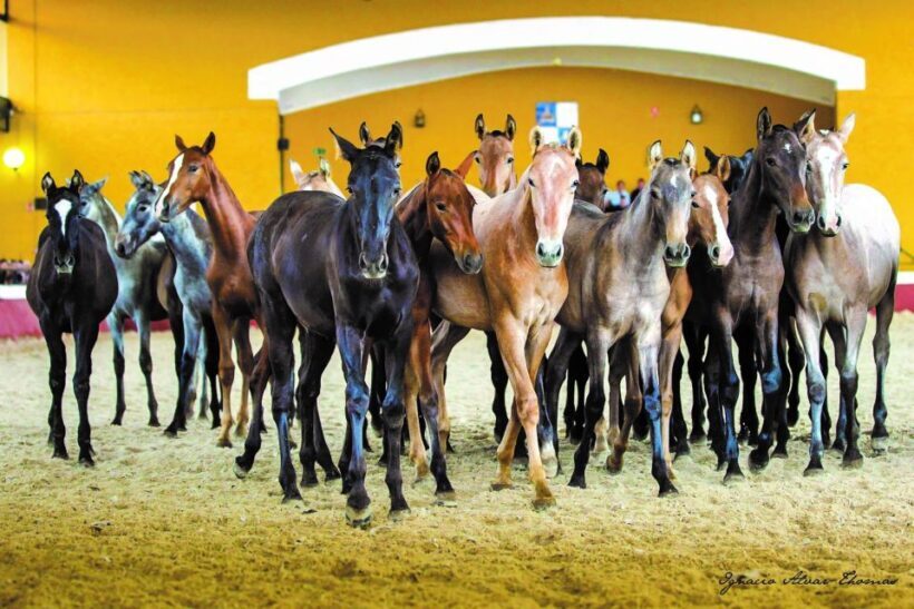 Jerez: Yeguada de la Cartuja Carthusian Horses Tour - FAQ