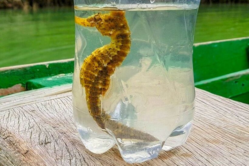 Jericoacoara: Tatajuba Beach Tour - Who Will Love This Tour?