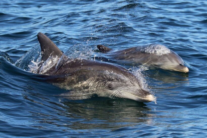 Jervis Bay: 2-Hour Cruise of Jervis Bay Passage - FAQ