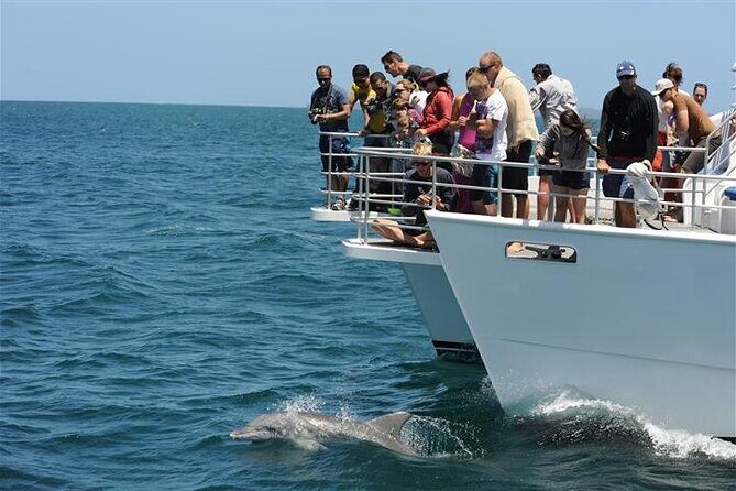 Jervis Bay Dolphin Cruise - A Detailed Look at the Jervis Bay Dolphin Cruise