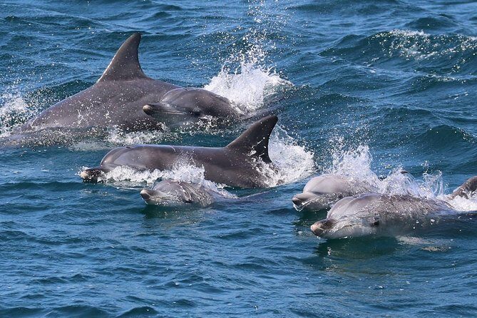 Jervis Bay Dolphin Cruise - Final Thoughts: Is it worth your time?