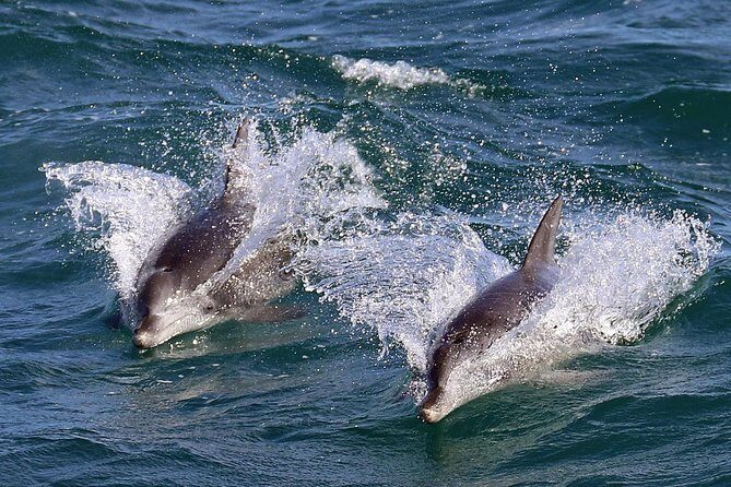 Jervis Bay Dolphin Cruise - FAQs