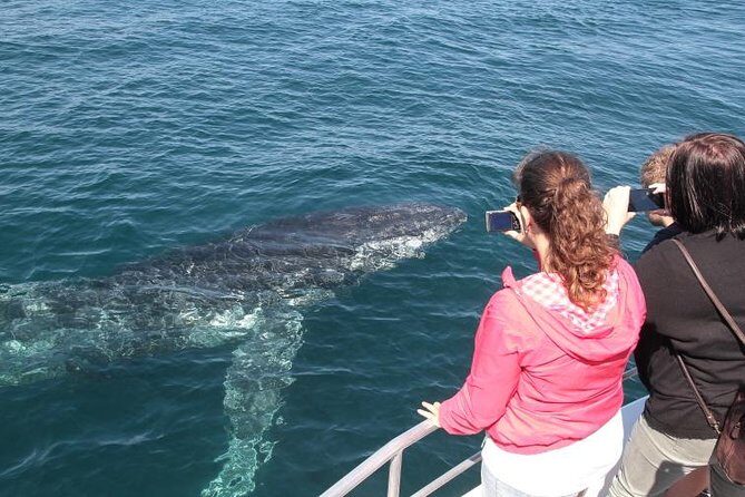 Jervis Bay Whale Watching Tour - Overview of the Experience