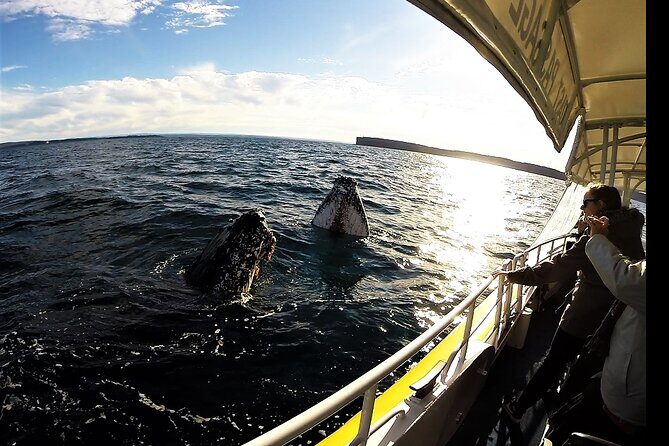 Jervis Bay Whale Watching Tour - The Sightings and the Weather Factor