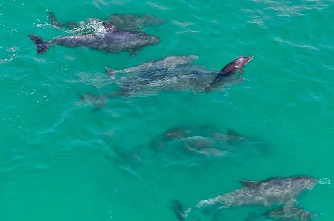Jet Ski Dolphin Tour from Gilligans Watersports - FAQ
