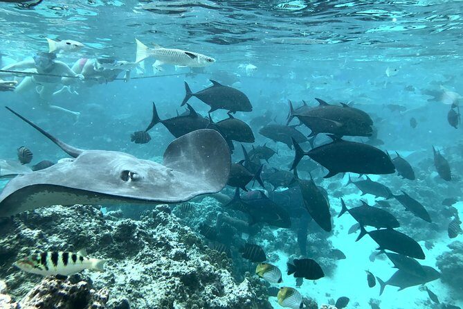Jet Ski Moorea Private Tour only - Final Thoughts