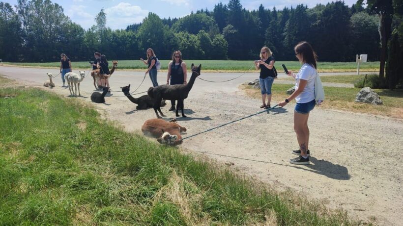 Jettingen-Scheppach: Alpaca hike through the Mindeltal - Key Points