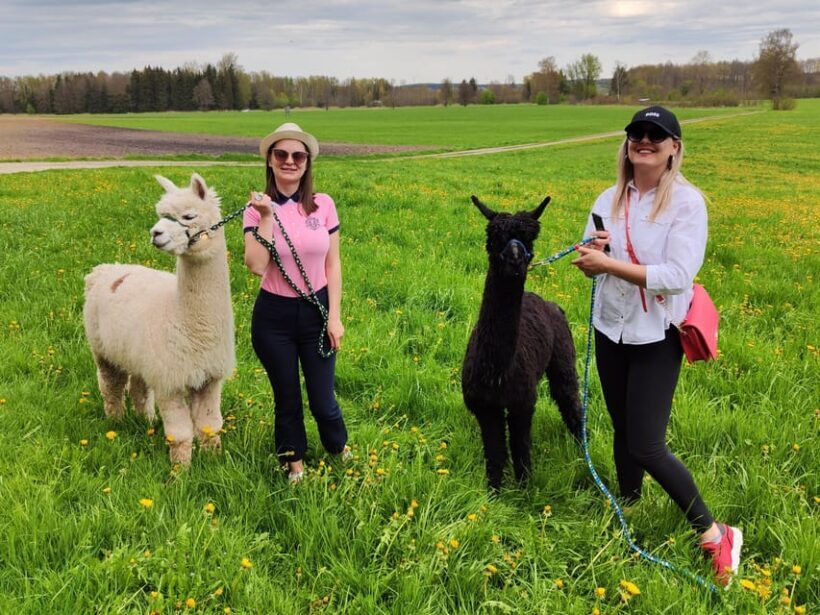 Jettingen-Scheppach: Alpaca hike through the Mindeltal - Animal Encounters: Friendly and Informative