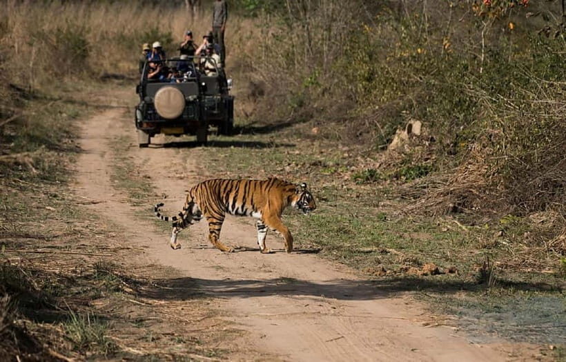 Jhalana Leopard Safari  A Wild Escape in Jaipur - Key Points