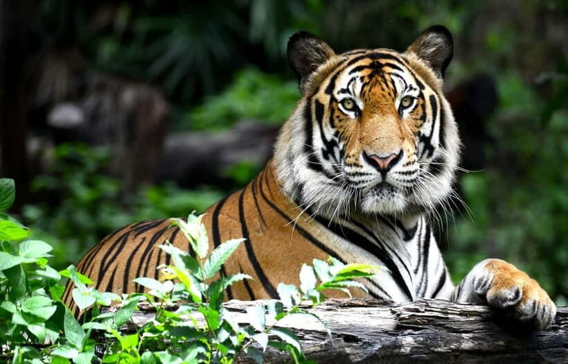 Jhalana Leopard Safari  A Wild Escape in Jaipur - An In-Depth Look at the Jhalana Leopard Safari