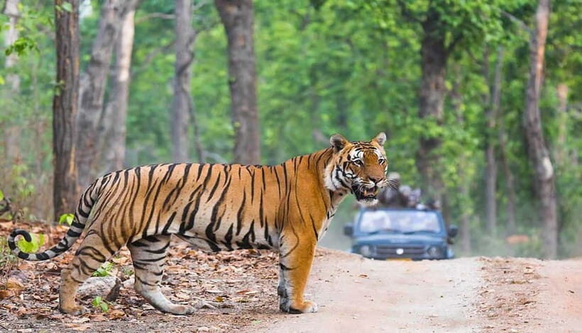 Jhalana Leopard Safari  A Wild Escape in Jaipur - FAQ