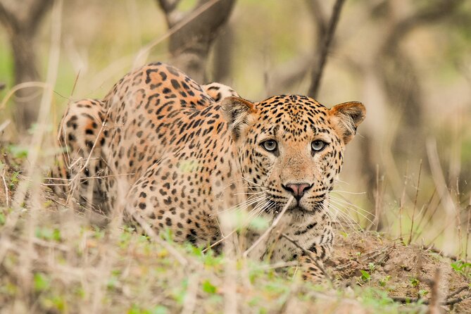 Jhalana Panther Safari Park Tour in Jaipur - Key Points
