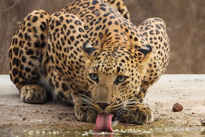 Jhalana Panther Safari Park Tour in Jaipur - Price and Value