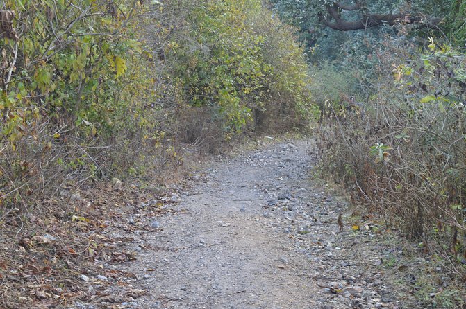 Jharipani Waterfall and Picnic Half day Hike - Who Is This Tour Best For?