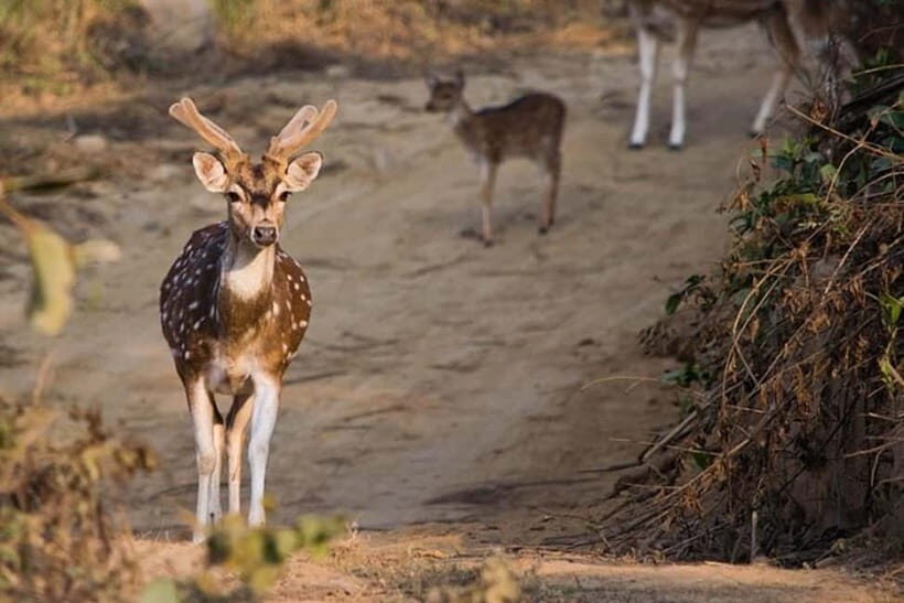 Jim Corbett: 3-Day Safari Tour by Flight from Bangalore - Who Is This Tour Best For?