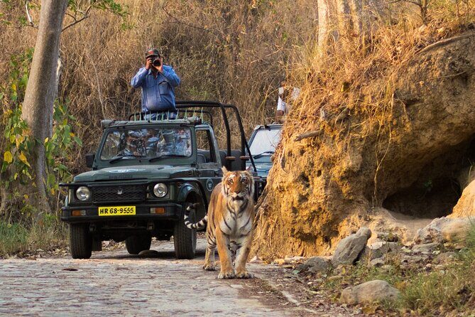 Jim Corbett Jeep Safari - Wildlife Adventure in National Park - Exploring the Itinerary in Detail