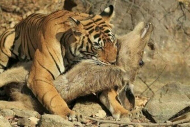 Jim Corbett Jeep Safari - Wildlife Adventure in National Park - Final Thoughts