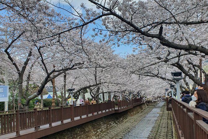 Jinhae Cherry Blossom Day trip from Busan - A Spring Adventure! - An In-Depth Look at the Tour Experience