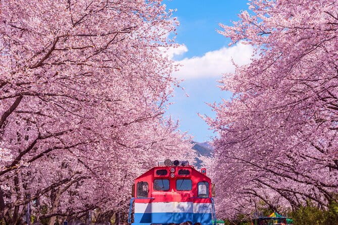 Jinhae Cherry Blossom-Yeojwacheon & Gyeonghwa St. Tour from Busan - Who Will Love This Tour?