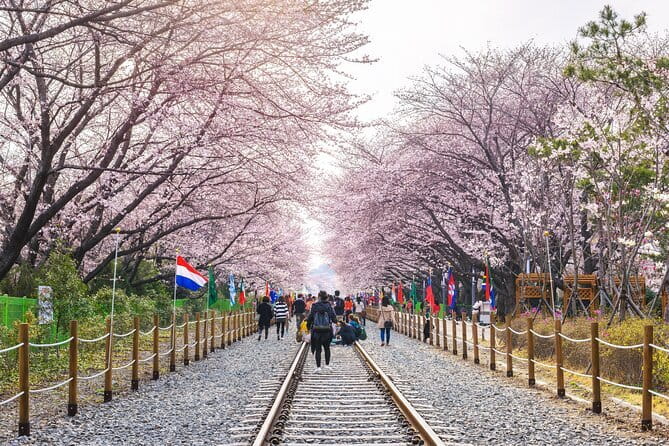 Jinhae Cherry Blossom-Yeojwacheon & Gyeonghwa St. Tour from Busan - FAQ