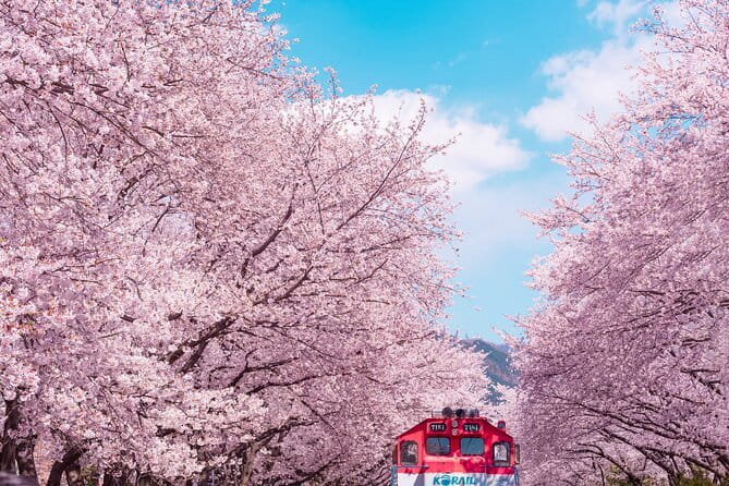 Jinhae Cherry Blossom-Yeojwacheon & Gyeonghwa St. Tour from Seoul - An In-Depth Look at the Jinhae Cherry Blossom Tour from Seoul