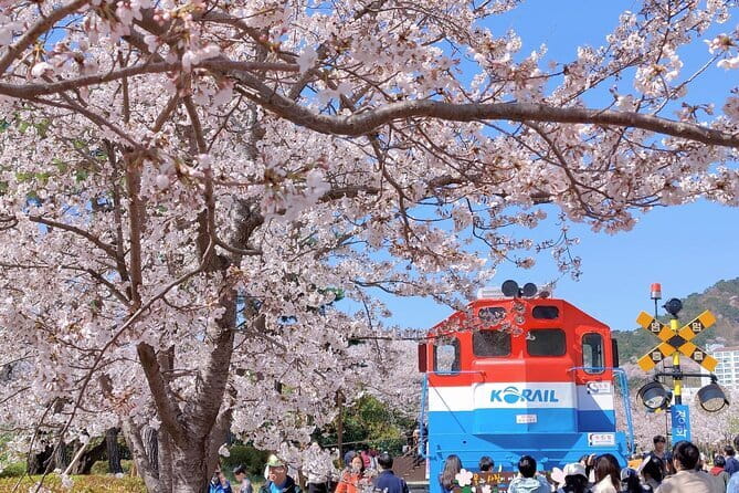 Jinhae Cherry Blossom-Yeojwacheon & Gyeonghwa St. Tour from Seoul - The Bottom Line
