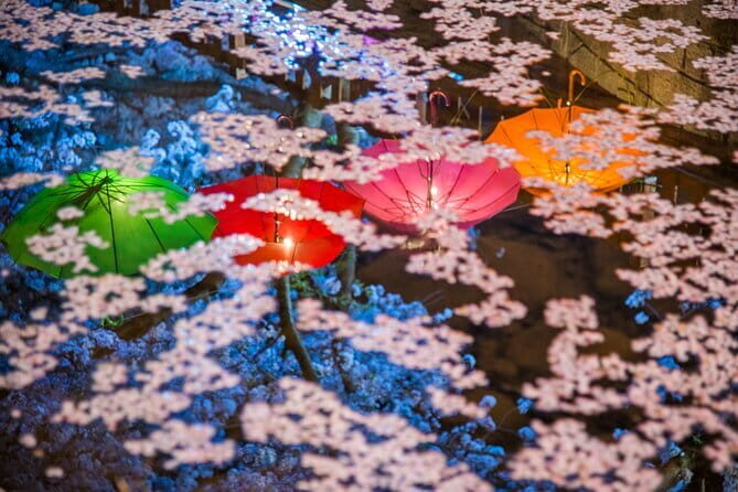 Jinhae Gunhangje Night Tour - Authentic Experiences and Visitor Feedback