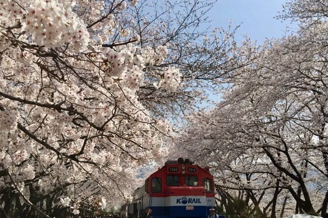 Jinhae Gunhangje Night Tour - Who Will Love This Tour?