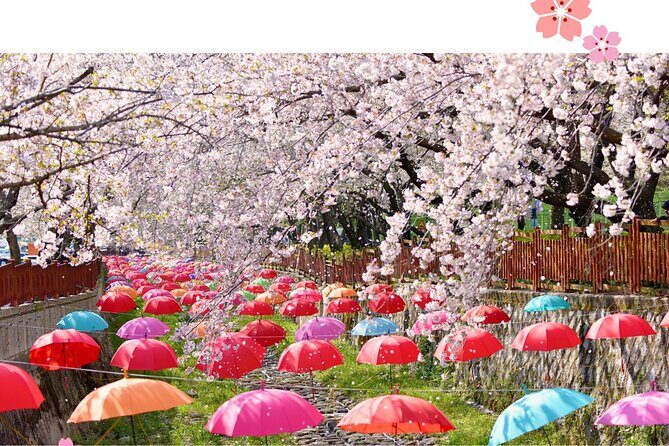 Jinhae Pink Cherry Blossom Festival Tour From Seoul (to Busan) - Starting Early: The Morning Pickups