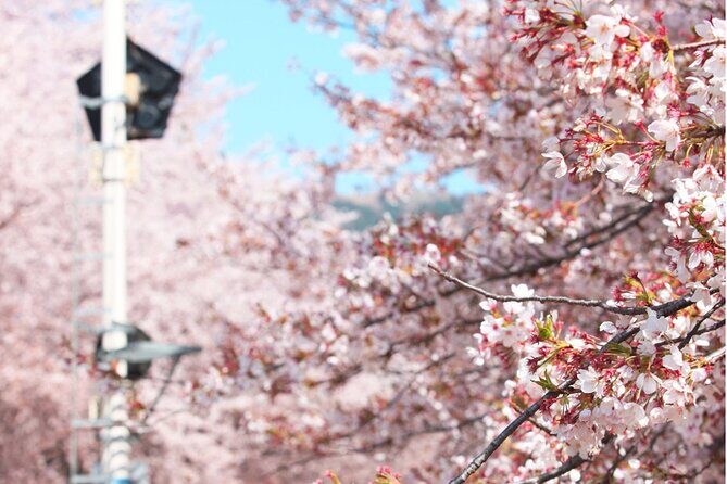 Jinhae Pink Cherry Blossom Festival Tour From Seoul (to Busan) - Cost and Value