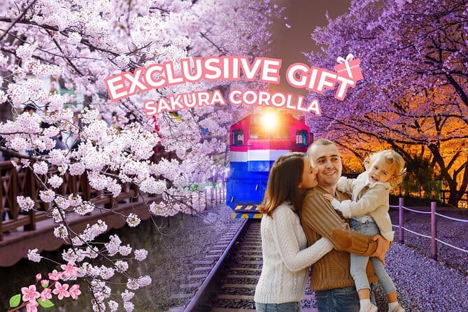 Jinhae's Cherry Blossoms Shuttle Bus depart from Seoul/Busan - Key Points