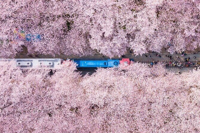 Jinhae's Cherry Blossoms Shuttle Bus depart from Seoul/Busan - Who Should Book This Tour?