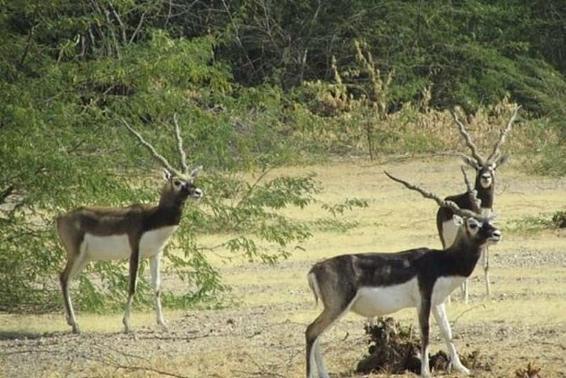 Jodhpur Bishnoi Village Safari Half Day Tour - Frequently Asked Questions