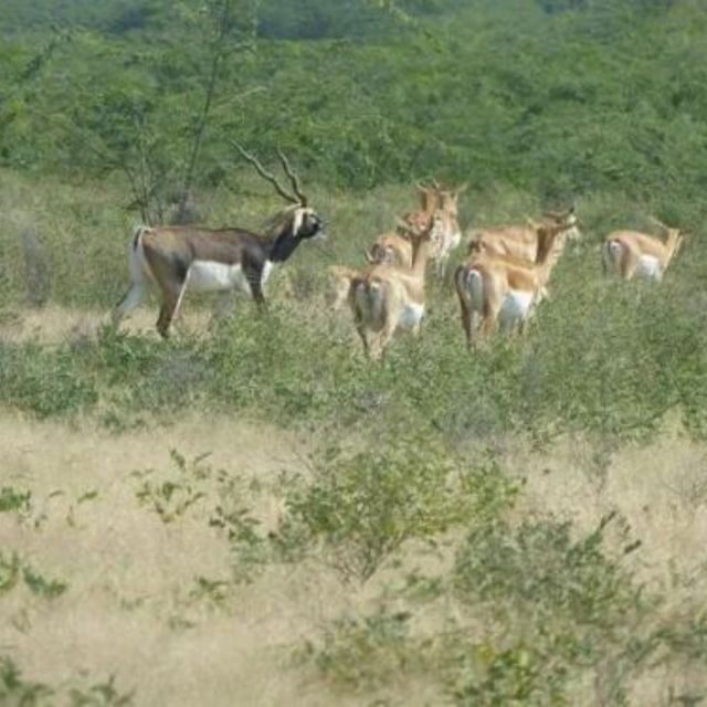 Jodhpur Bishnoi Village Safari Tour With Sumer - FAQ