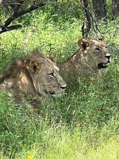 Johannesburg: Half-Day Big 5 Safari Tour - Key Points