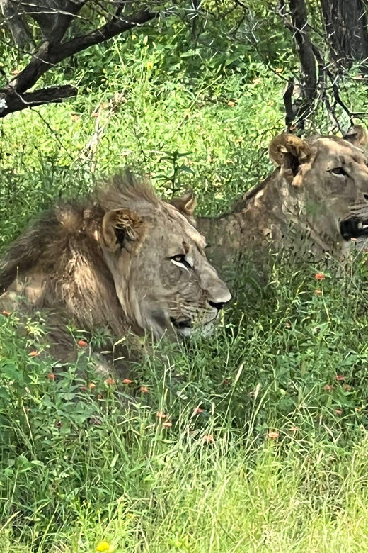 Johannesburg: Half-Day Big 5 Safari Tour - What You Can Expect