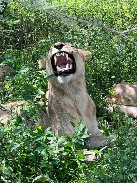 Johannesburg: Half-Day Big 5 Safari Tour - Authentic Feedback from Past Travelers
