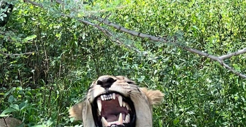 Johannesburg: Half-Day Big 5 Safari Tour - The Sum Up